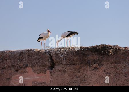 Storks on the ramparts in the Mellah / Jewish Quarter Marrakech Stock ...
