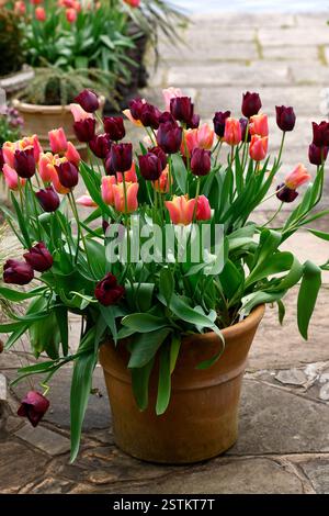 Red and Purple Tulips grown together in a mass Stock Photo - Alamy