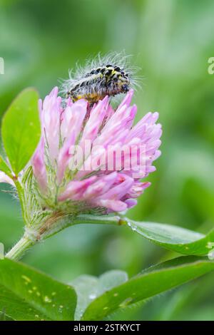 5-spot Burnet Caterpillar Stock Photo - Alamy
