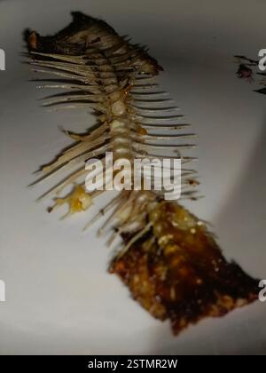 whole skeltone of a small fish isolated on white background Stock Photo ...