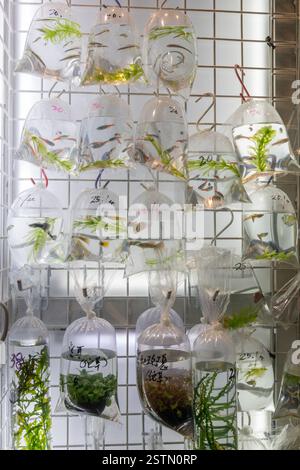 Freshwater fish in a small shop aquarium Stock Photo - Alamy