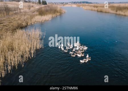 Domestic geese swim in the water. A flock of white beautiful geese in ...