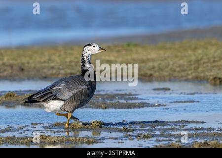 Bar-headed x barnacle goose hybrid (Anser indicus x Branta leucopsis ...