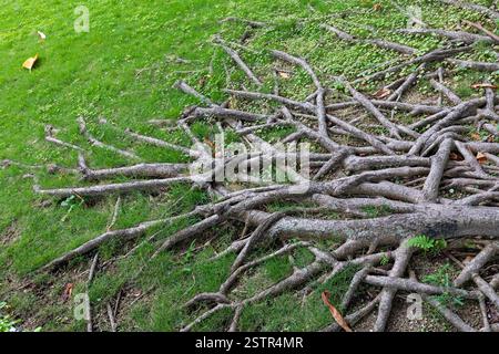Tree Roots Spread Wide on Ground Surface Stock Photo - Alamy