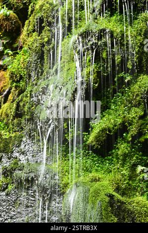 Streams of water trickling over moss covered rocks on the Big Burn ...