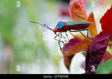 A brightly colored, metallic shield bug ( Tectocoris diophthalmus or ...