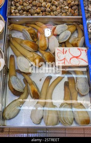 Live Geoducks Clams in Water Tank Fish Market Stock Photo - Alamy
