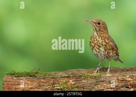 song thrush brown or isabel mutation, Turdus philomelos Stock Photo - Alamy