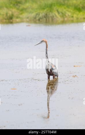 Goliath heron (Ardea goliath) foraging in relatively deep water Stock ...