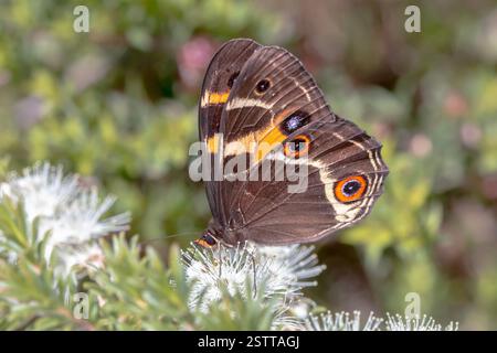 Brown butterfly Tisiphone abeona Australia Stock Photo - Alamy