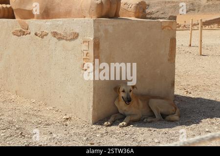 A dog sit under Granite Sphinx statue at the entrance of Hatshepsut ...
