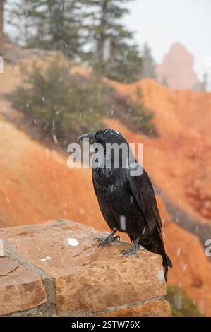 crow in USA bryce national park the beauty of amazing nature tourist ...