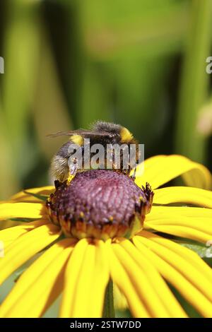 Dark (Bombus terrestris) earth bumblebees in the common lavender ...