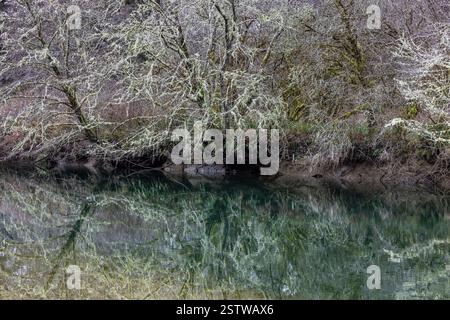 Humptulips River with lichen-encrused Red Alder trees, Washington State ...