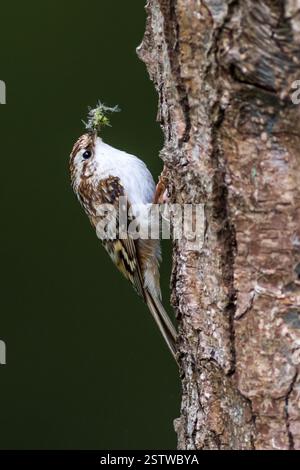 Eurasian treecreeper (Certhia familiaris) with nesting material in its ...
