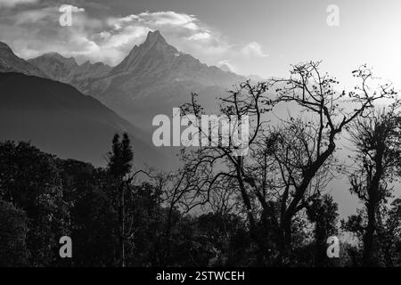 Machapuchare at sunrise. A greyscale photograph Stock Photo - Alamy