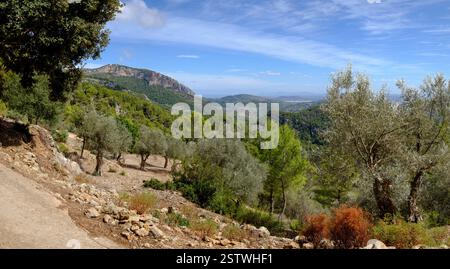 Sa Galera olive grove with Alaro castle in the background, Alaro, walk ...