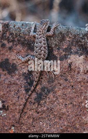 Lizards blue belly scales Stock Photo - Alamy