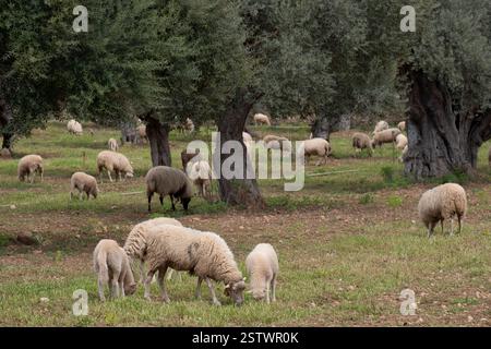 Sheep grazing in front of the Alqueria dÂ´Avall house Stock Photo - Alamy