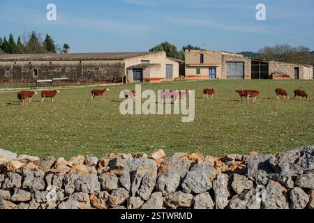 Flock of red sheep on a farm Stock Photo - Alamy