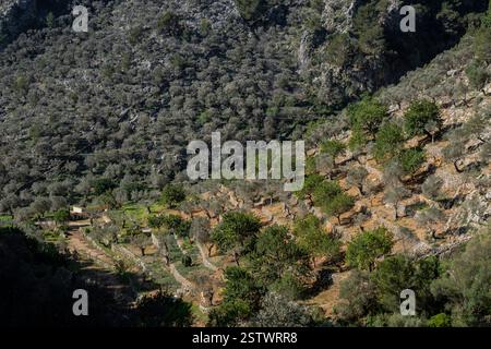 Olive grove on the green route of the olive tree Stock Photo - Alamy