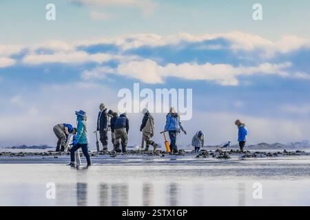 Razor clam harvesting using razor clam guns, Copalis Beach, Washington ...