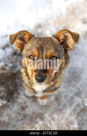 Brown mutt puppy dog sitting outdoor looking up. Mix Breed Stock Photo ...