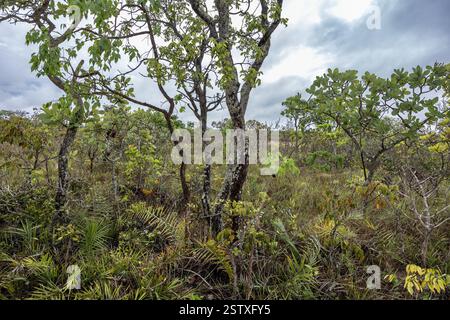 Landscape, near Grande Sertao Veredas National Park, Cerrado, Brazil ...