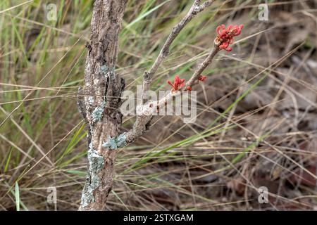 Rourea induta, Cerrado, Brazil Savannah, Brazil Stock Photo - Alamy
