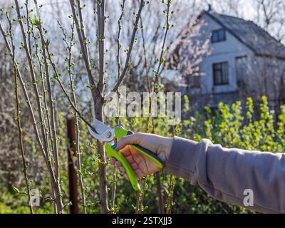 gardener pruning fruit trees with pruning shears Stock Photo - Alamy