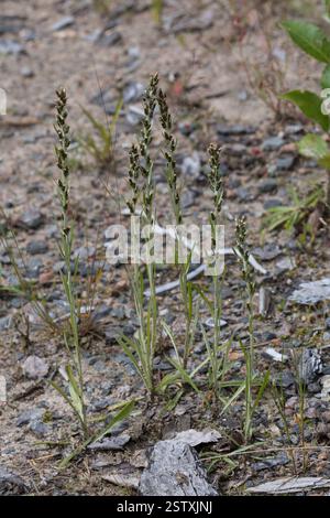 Wald-Ruhrkraut, Waldruhrkraut, Gnaphalium sylvaticum, Omalotheca ...