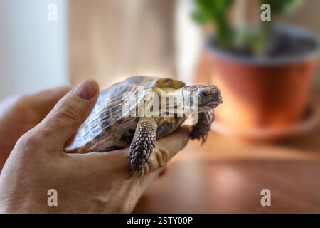 Strong male hands gently holding turtle. The attachment to the pet ...
