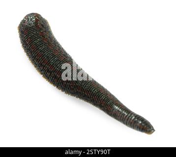 One medicinal leech isolated on white, top view Stock Photo - Alamy
