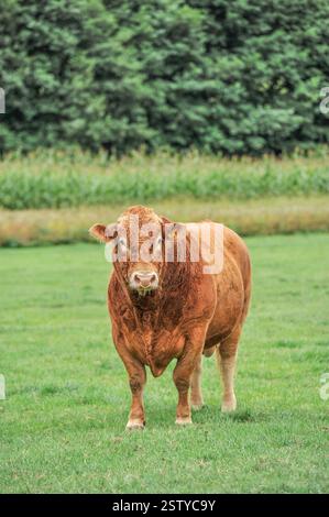 Bull standing alone Stock Photo - Alamy