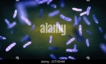 Mycobacterium leprae or Mycobacterium lepromatosis, a gram-positive bacteria which is the cause ...