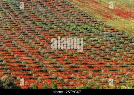 Flowery field of wild poppies and olive trees Stock Photo - Alamy