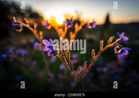 Castle of Arab origin, before 1392, Alanís, Sierra Morena, Sierra Norte ...