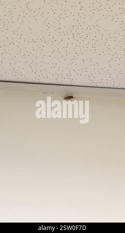 Cockroaches and Termites (Blattodea), Insecta, 106, Taiwan, Taipei City ...