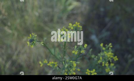 Diffuse wallflower (Erysimum diffusum) Plantae Stock Photo - Alamy
