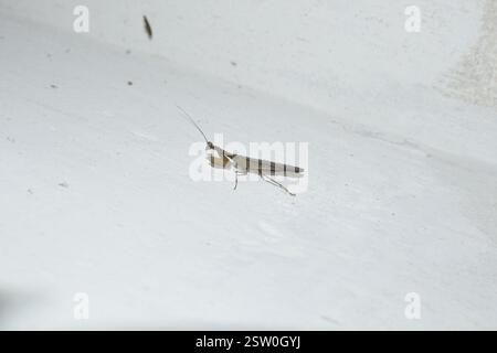 Japanese Boxer Mantis (Acromantis japonica), Insecta, 中国江西省上饶市婺源县 Stock ...