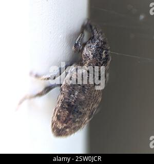 True Weevils (Curculionidae), Insecta, Ithaca, NY, USA Stock Photo - Alamy