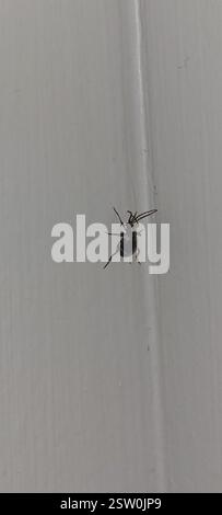 Spider Beetles (Ptininae) Insecta Stock Photo - Alamy