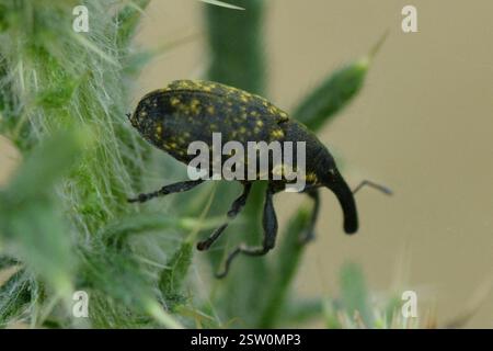 (Larinus sturnus), Insecta, 5072 Oeschgen, Schweiz Stock Photo - Alamy