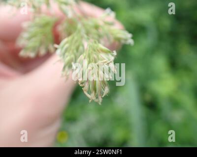 (Poeae), Plantae, Central Vancouver, Vancouver, BC, Canada Stock Photo ...
