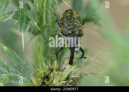 (Larinus sturnus), Insecta, 5072 Oeschgen, Schweiz Stock Photo - Alamy