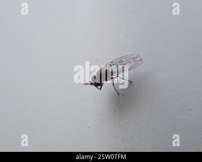 (Scatella), Insecta, Val Marie No. 17, SK S0N, Canada Stock Photo - Alamy