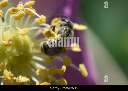 (Seladonia), Insecta, Thompson-Nicola, British Columbia, Canada Stock ...