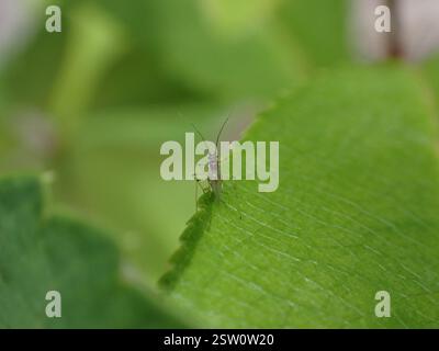 (Macrosiphini), Insecta, North Carolina, US Stock Photo - Alamy