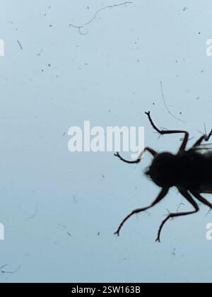 Muscoid Flies (Muscoidea), Insecta, Morrisons Carlisle Kingstown Road ...