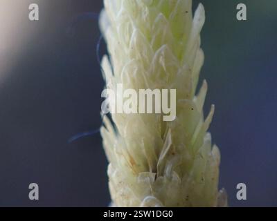 Turgid Aulacomnium Moss (Aulacomnium turgidum), Plantae, Yukon, Canada ...